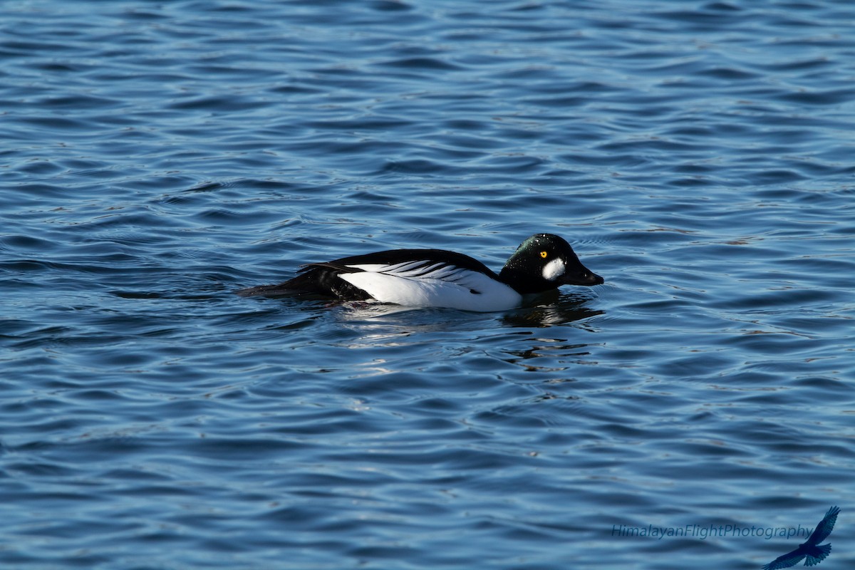 ML649643548 - Common x Barrow's Goldeneye (hybrid) - Macaulay Library