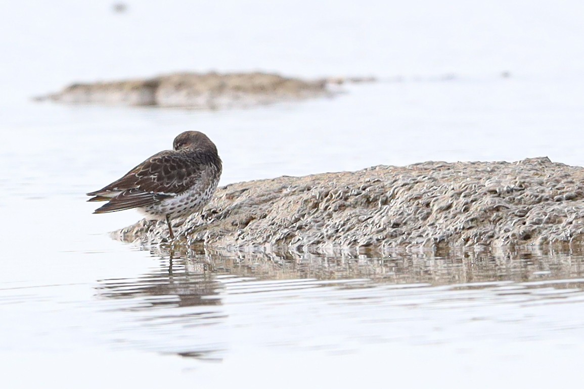 eBird Checklist - 25 Jan 2026 - Albany Mudflats - 1 species