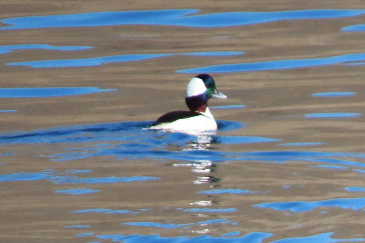 eBird Checklist - 25 Jan 2026 - Chief Timothy Park - 35 species (+1 ...