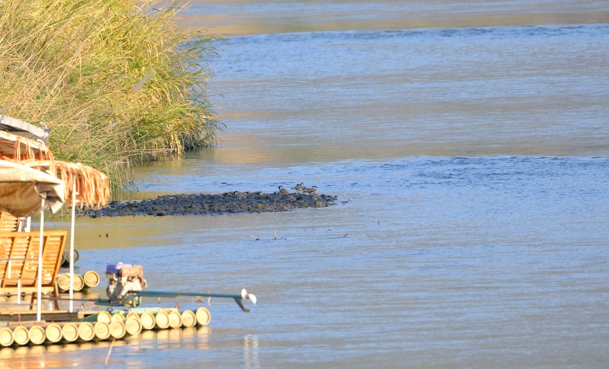 eBird Checklist - 22 Jan 2026 - 盈江湿地公园 (Yingjiang Wetland Park) - 12 ...