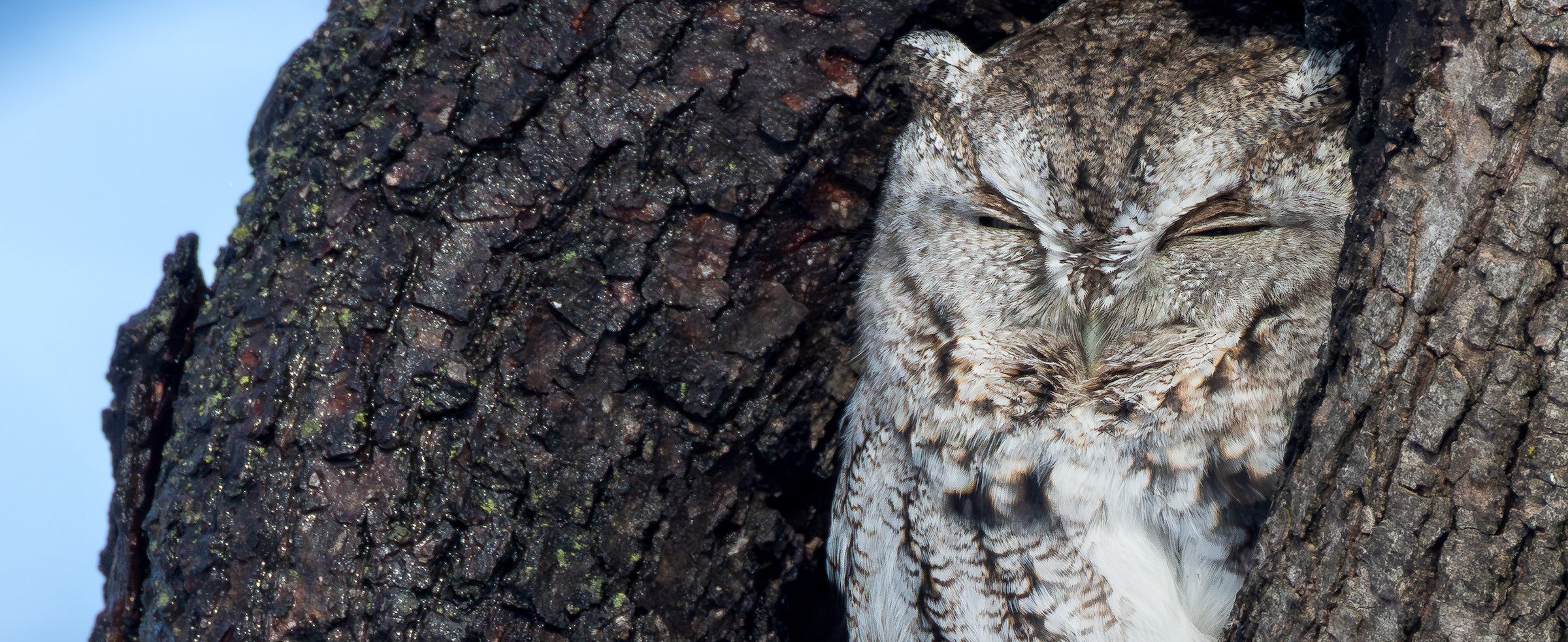 Birds of the World - Cornell Lab of Ornithology