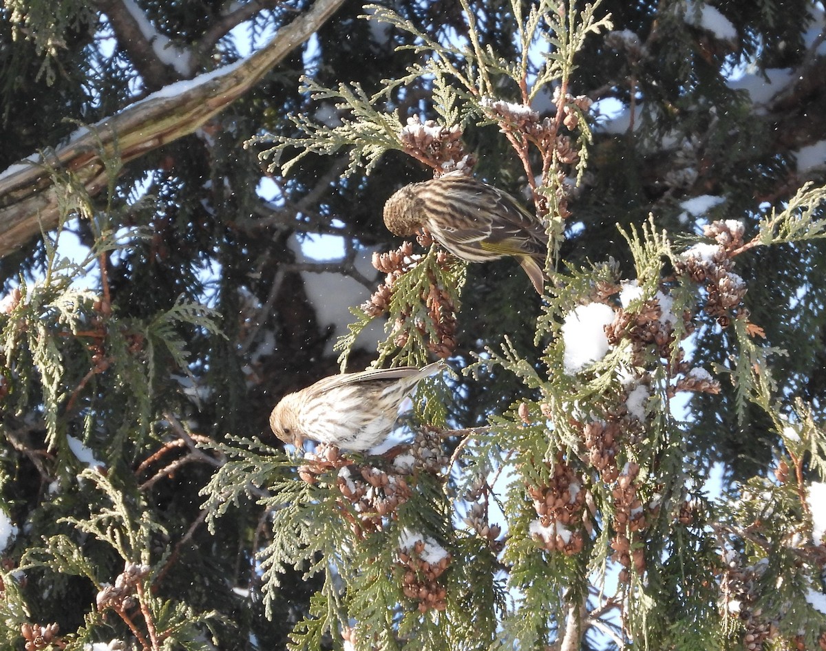 eBird Checklist - 26 Jan 2026 - Oakridge Cemetery - 14 species