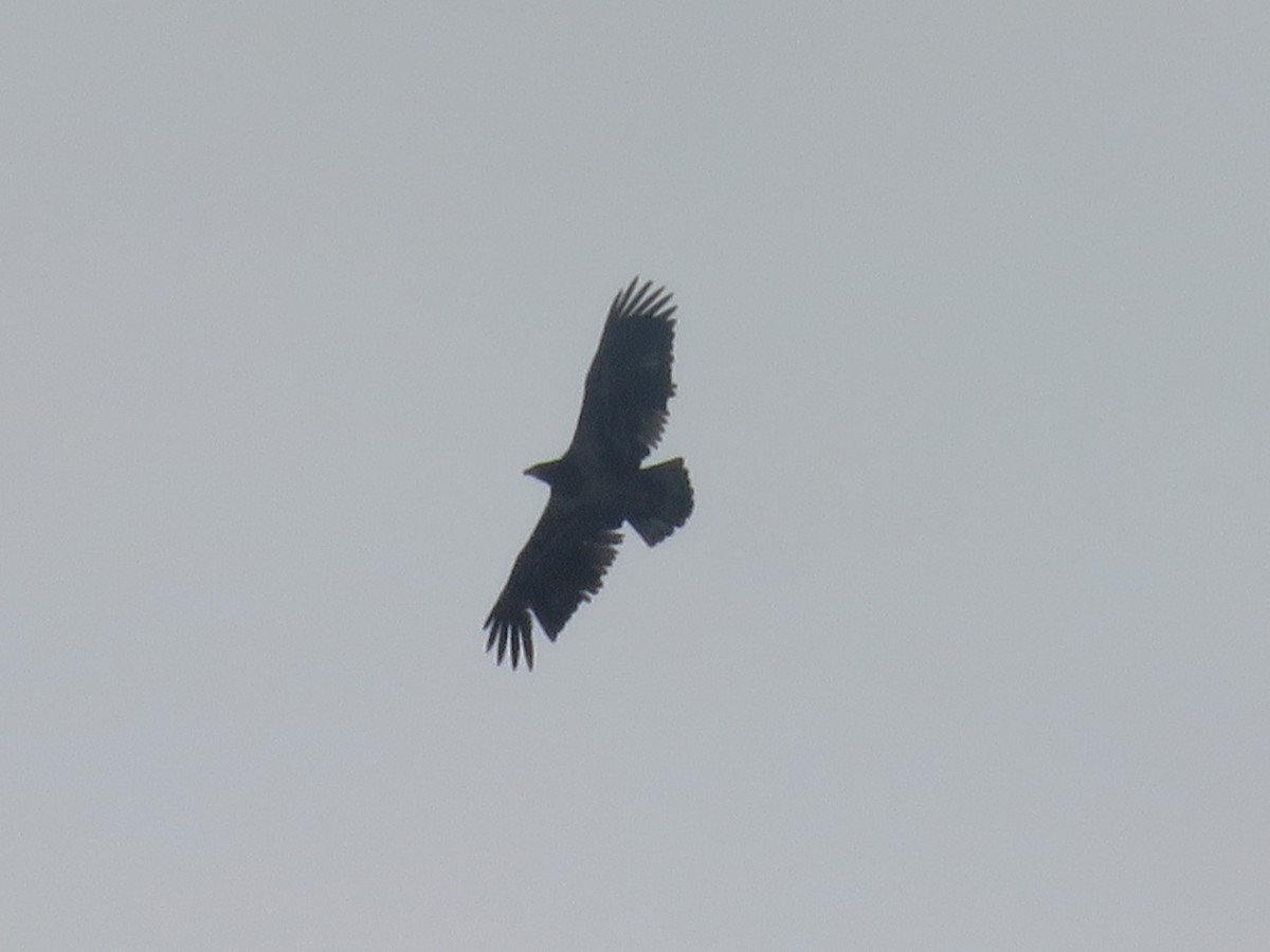 eBird Checklist - 26 Jan 2026 - Iuka Park and Ravine - 20 species