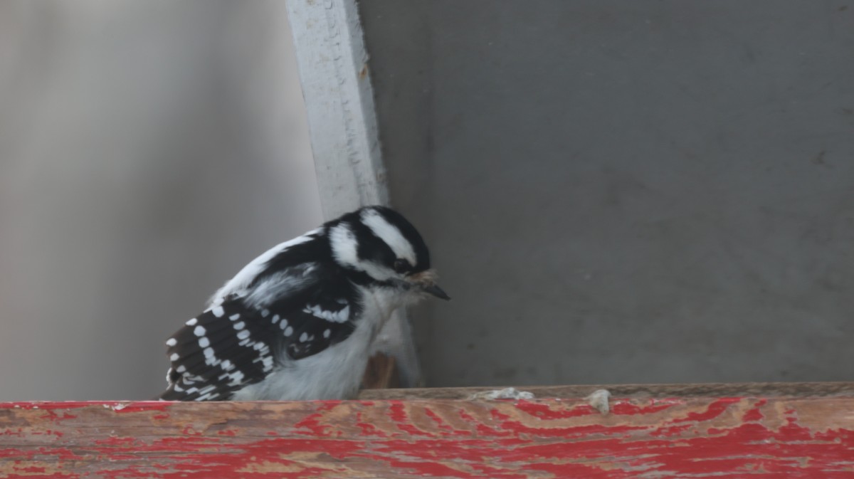 eBird Checklist - 26 Jan 2026 - SE33-3-12W yard - 7 species