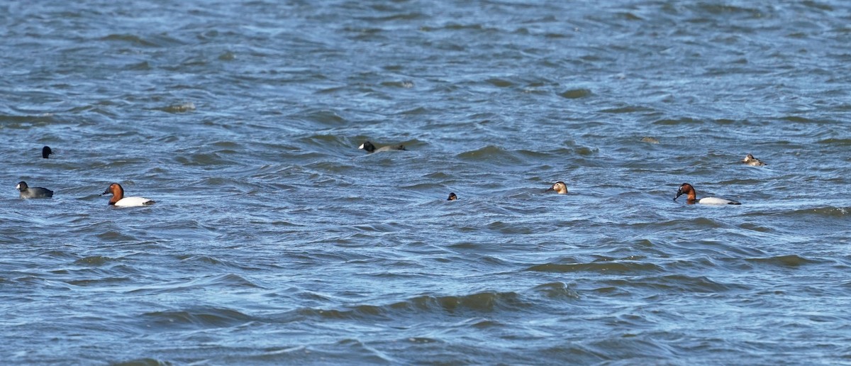 eBird Checklist - 15 Jan 2026 - Turkey Pond - 6 species
