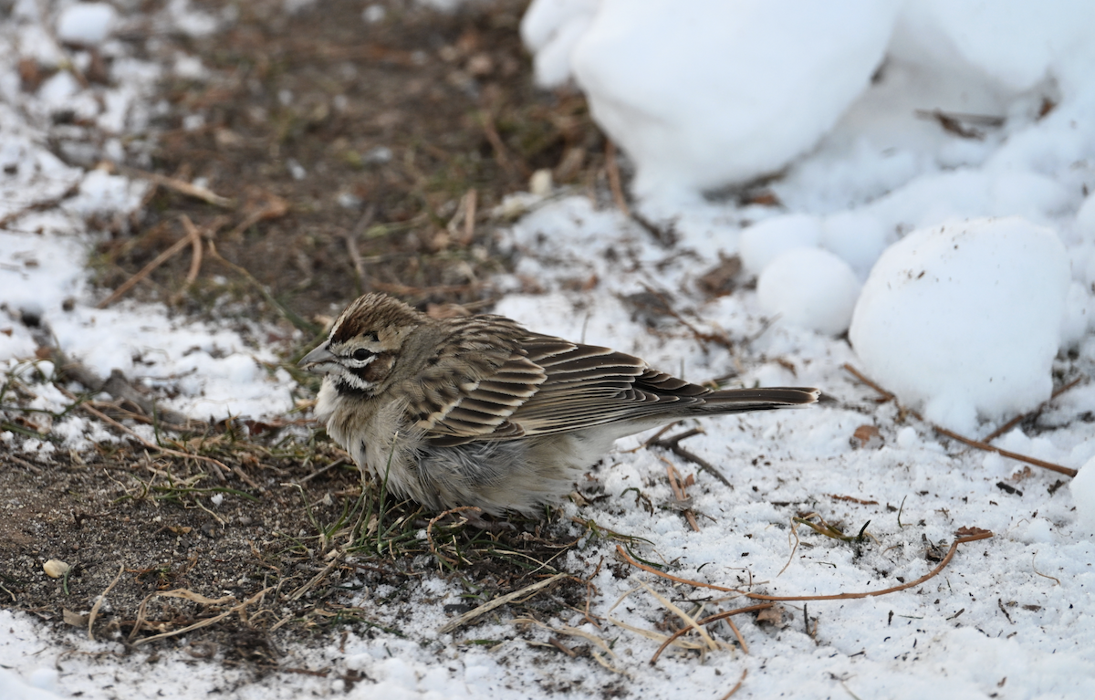 ML649696219 - Lark Sparrow - Macaulay Library