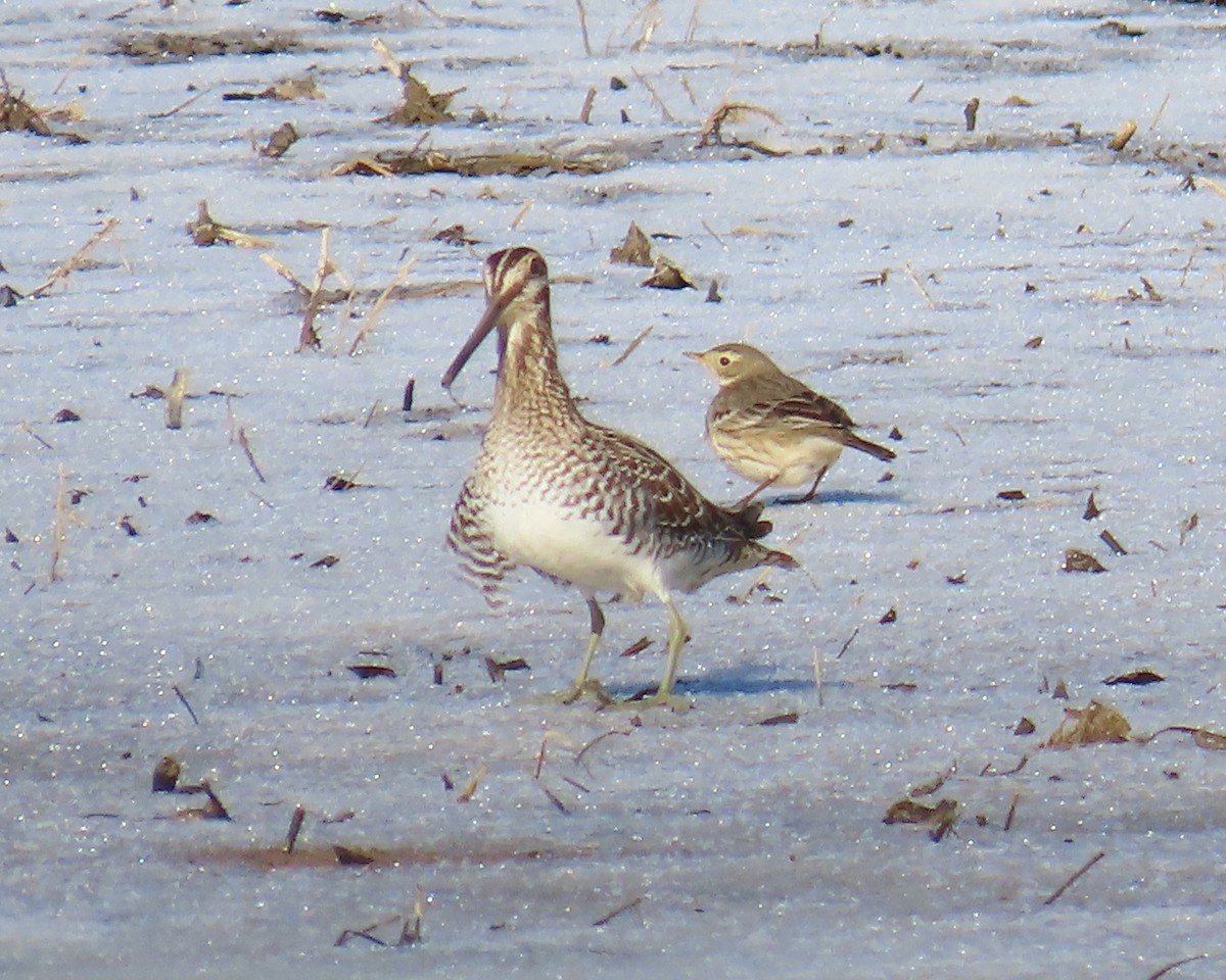 ML649696648 - Wilson's Snipe - Macaulay Library