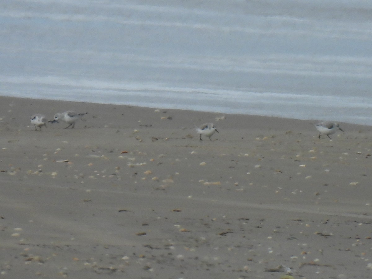 eBird Checklist - 26 Jan 2026 - South Padre Is.--N. of SPI city limits ...