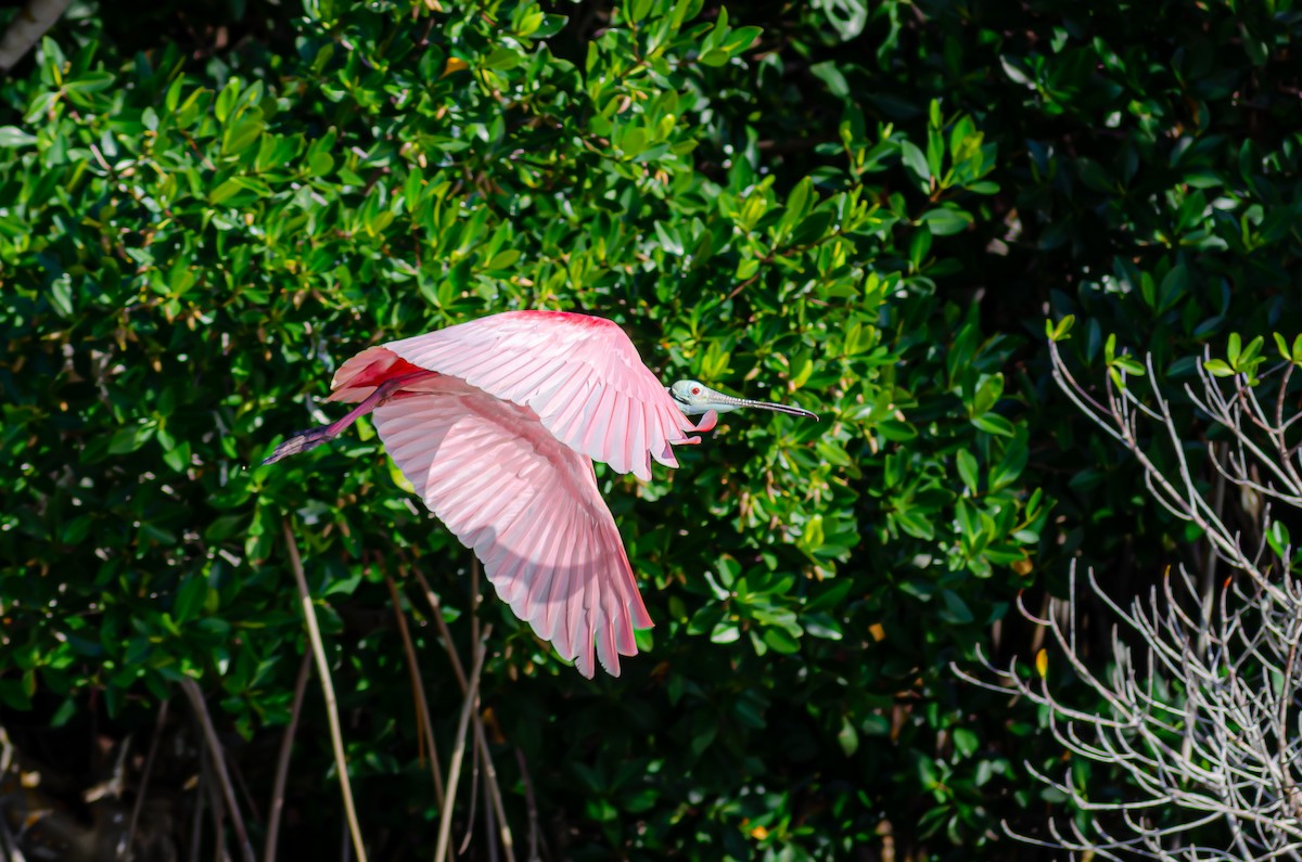 eBird Checklist - 25 Jan 2026 - Everglades NP--Flamingo - 21 species ...