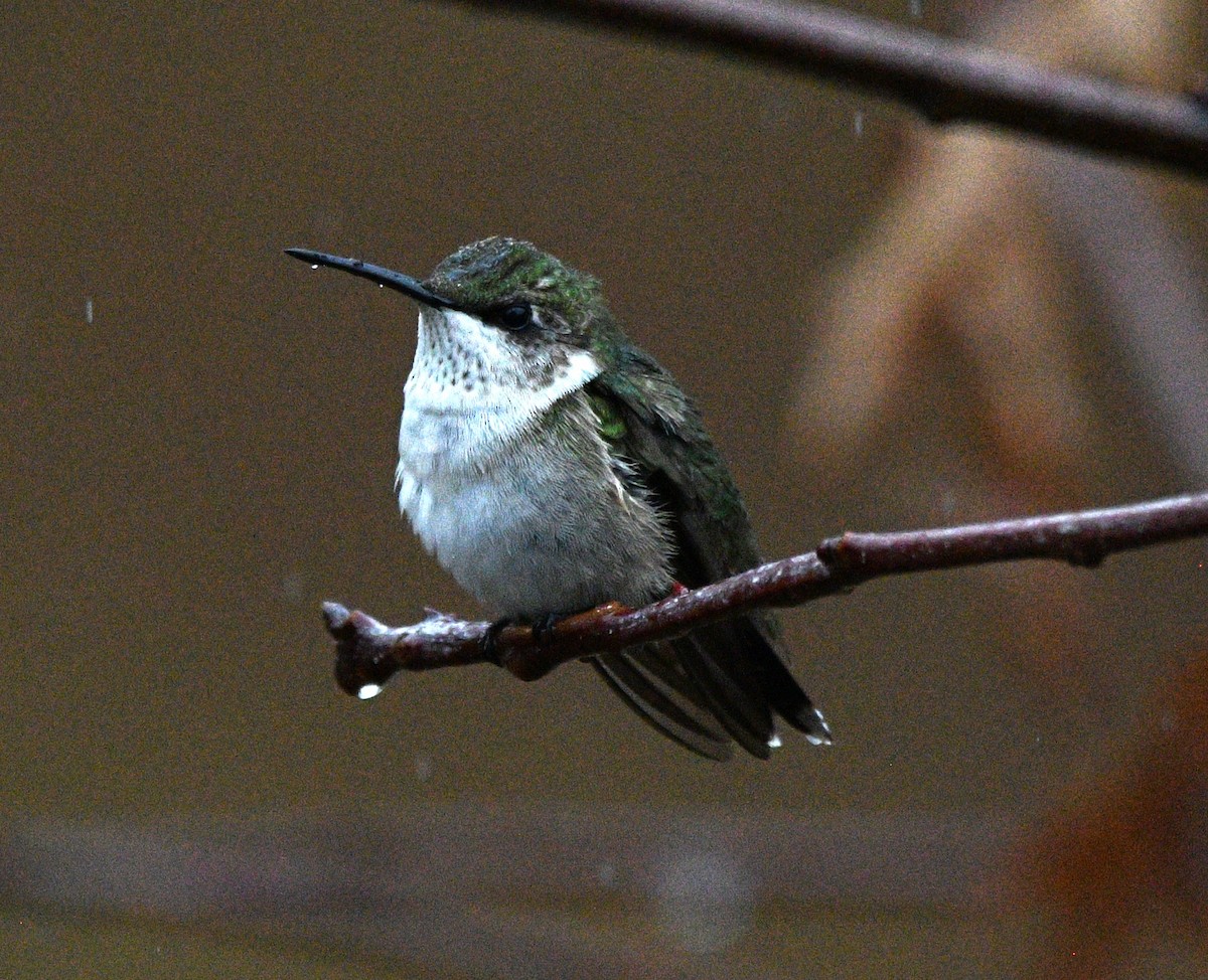 eBird Checklist - 25 Jan 2026 - Home, Kitty Hawk Bay Dr., Colington ...