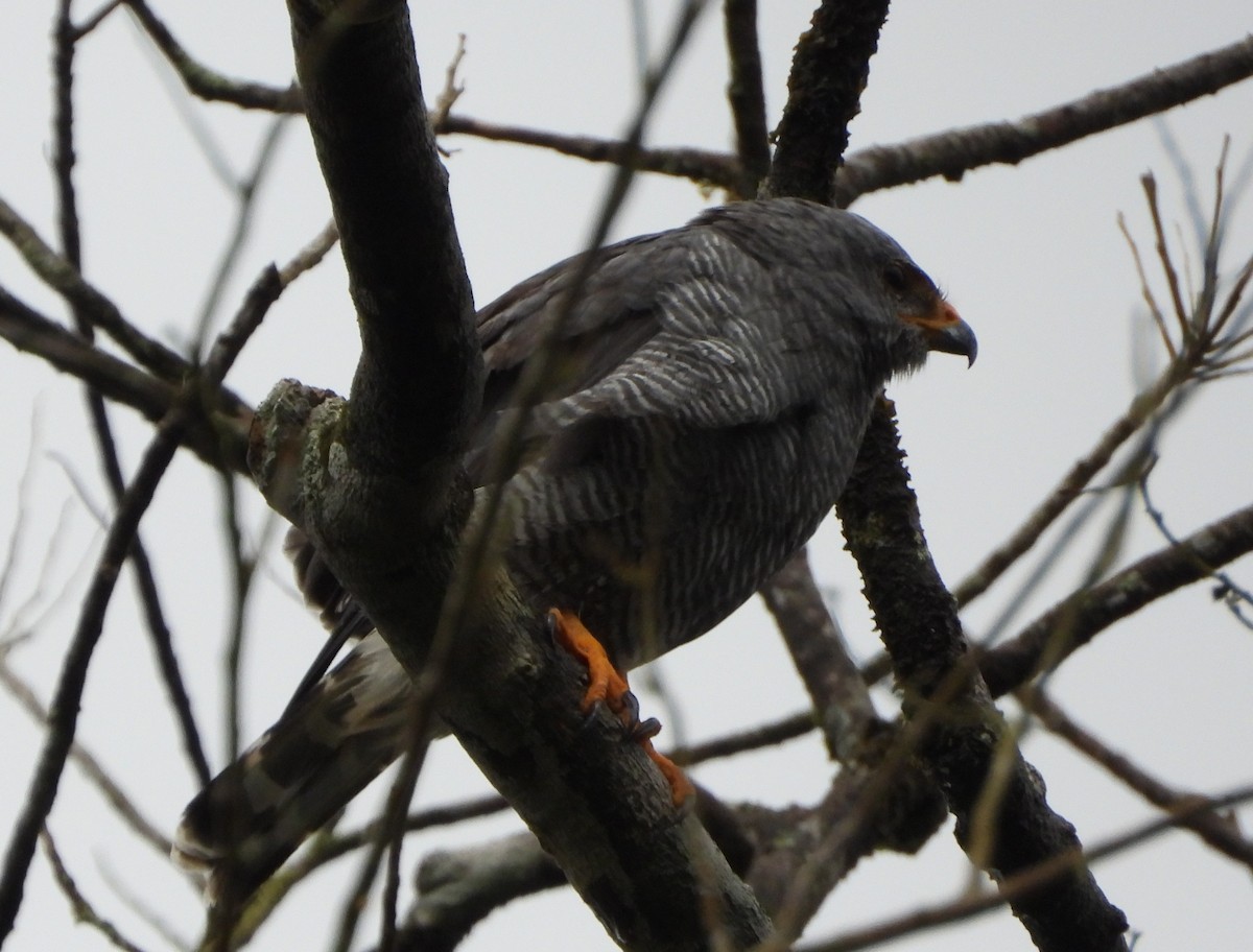 eBird Checklist - 19 Jan 2026 - Arenal Observatory Lodge - 26 species