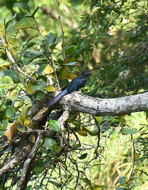 eBird Checklist - 14 Jan 2026 - Tanara-Chepo - 10 species