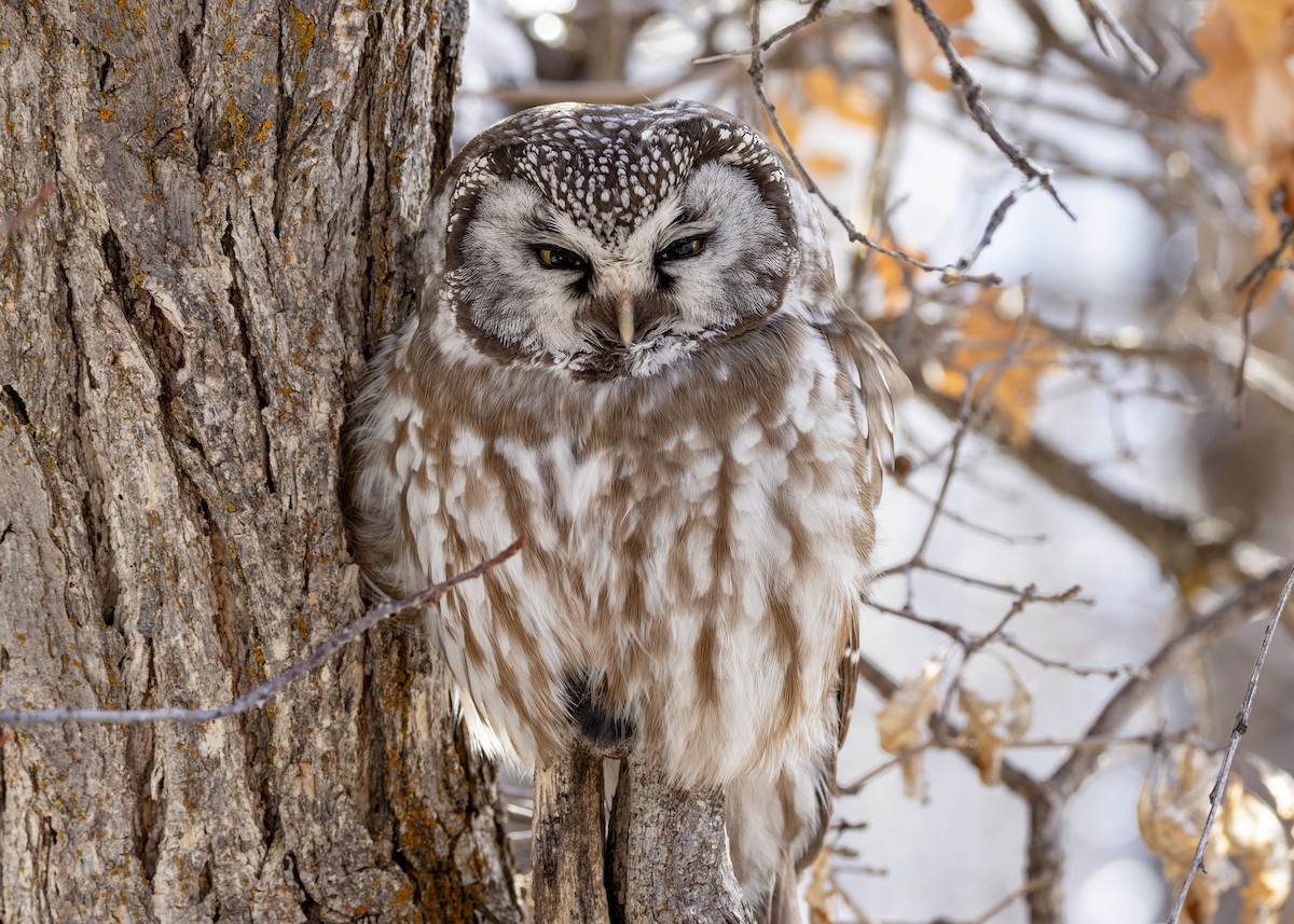 eBird Checklist - 27 Jan 2026 - Howe Ranch (restricted access) - 1 species
