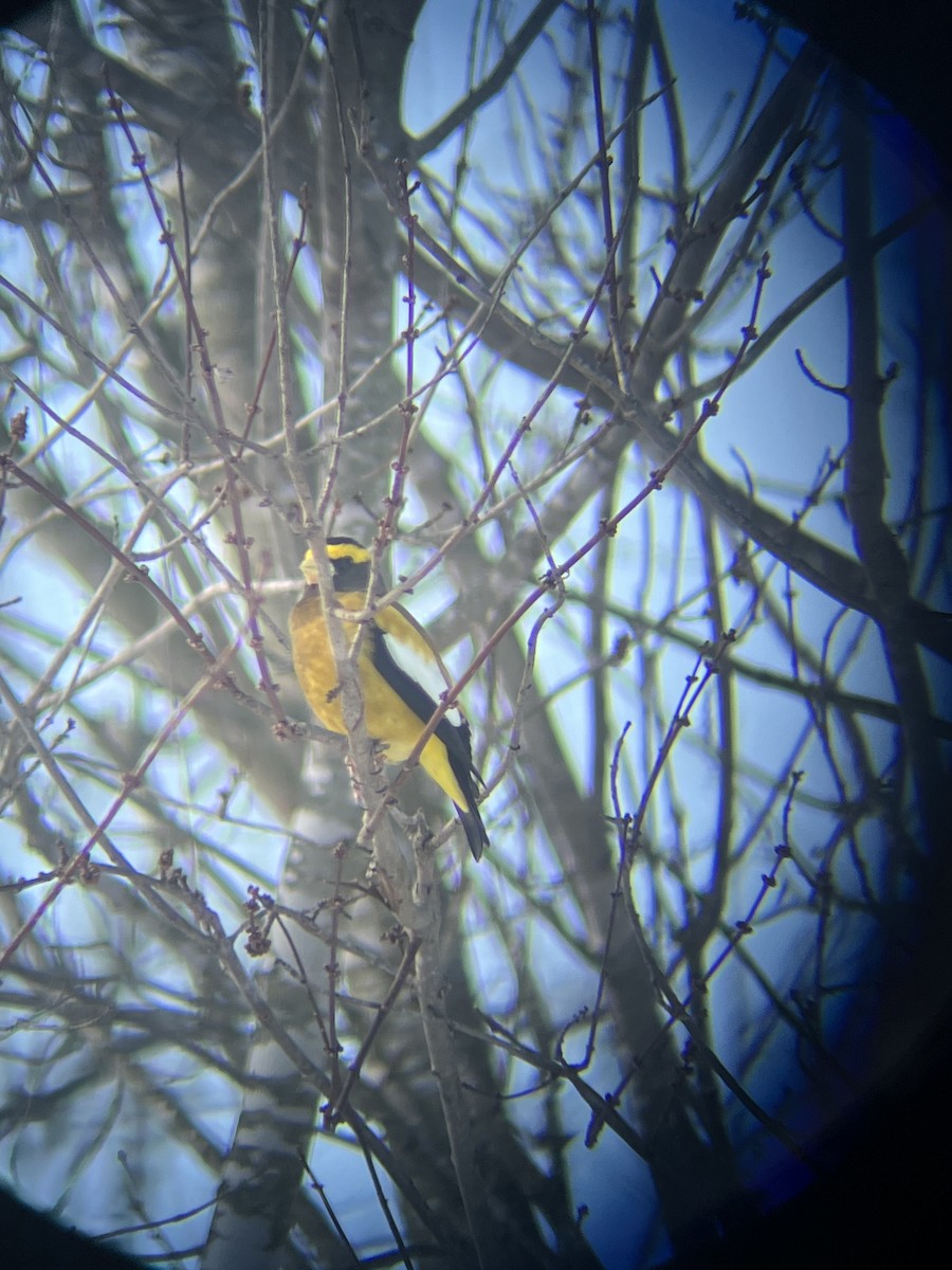 eBird Checklist - 27 Jan 2026 - 6012 Matlock Dr, Columbus US-IN (39. ...