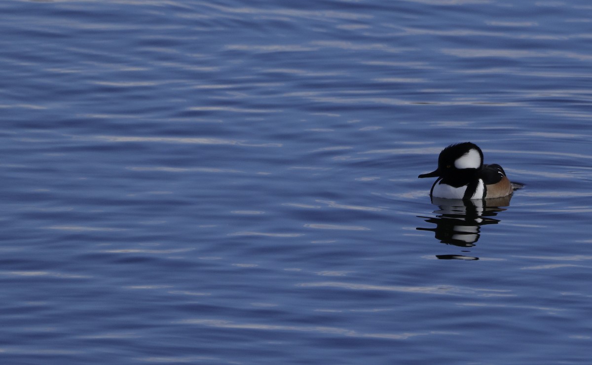 eBird Checklist - 27 Jan 2026 - Pella Crossing Open Space - 22 species