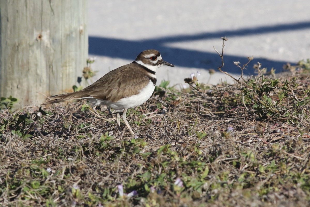 eBird Checklist - 27 Jan 2026 - North Jetty Park - 12 species