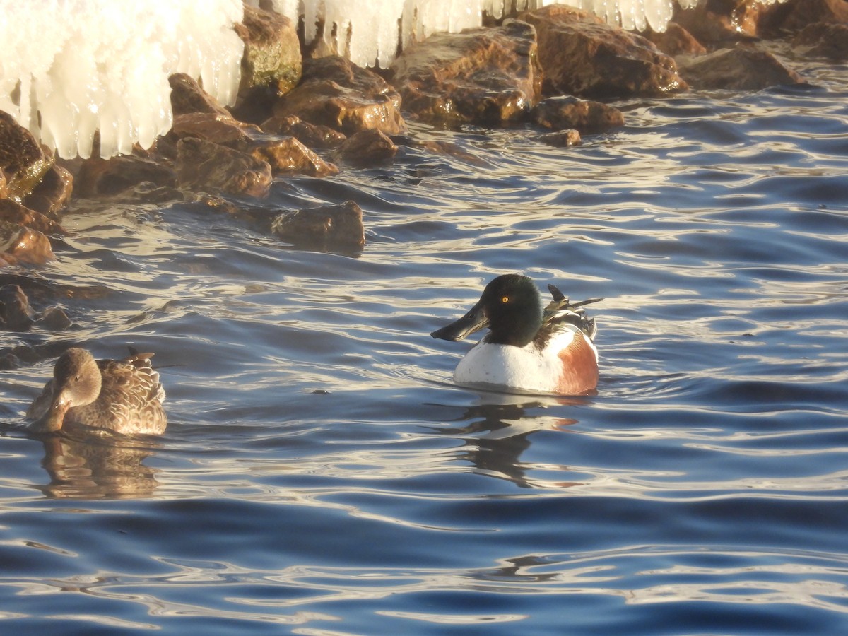 eBird Checklist - 27 Jan 2026 - Blue Lake WTP - 11 species