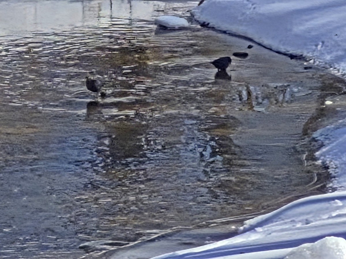 ML649757295 - Rusty Blackbird - Macaulay Library