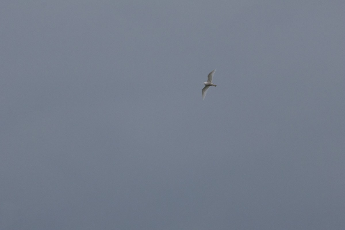 eBird Checklist - 26 Jan 2026 - Boca Chica Beach (LTC 043)--USA side ...