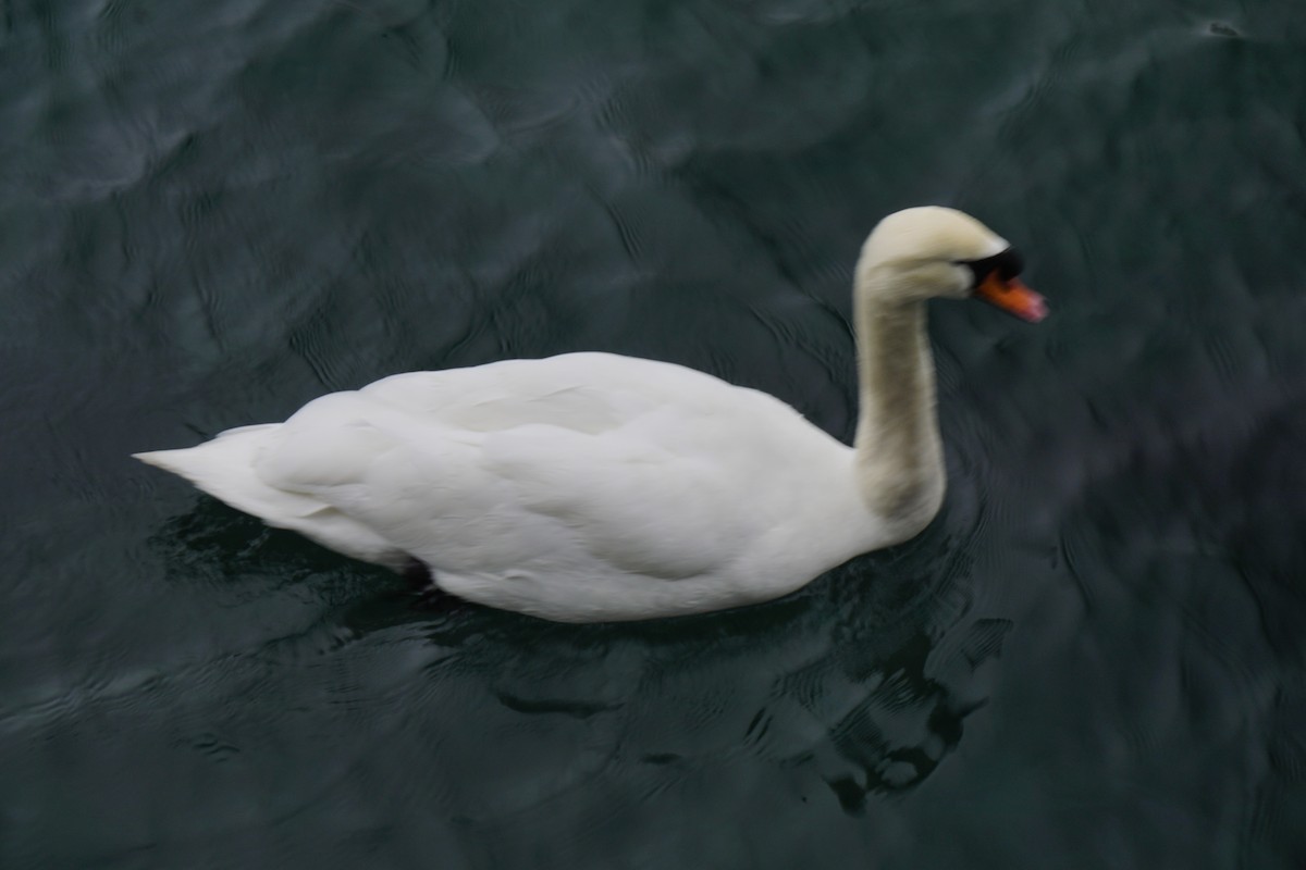 eBird Checklist - 7 Feb 2016 - Luzern Stadt (city of Lucerne)* general ...
