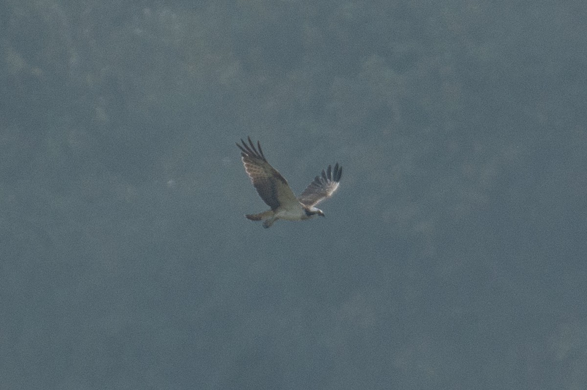 ML649774481 - Osprey - Macaulay Library