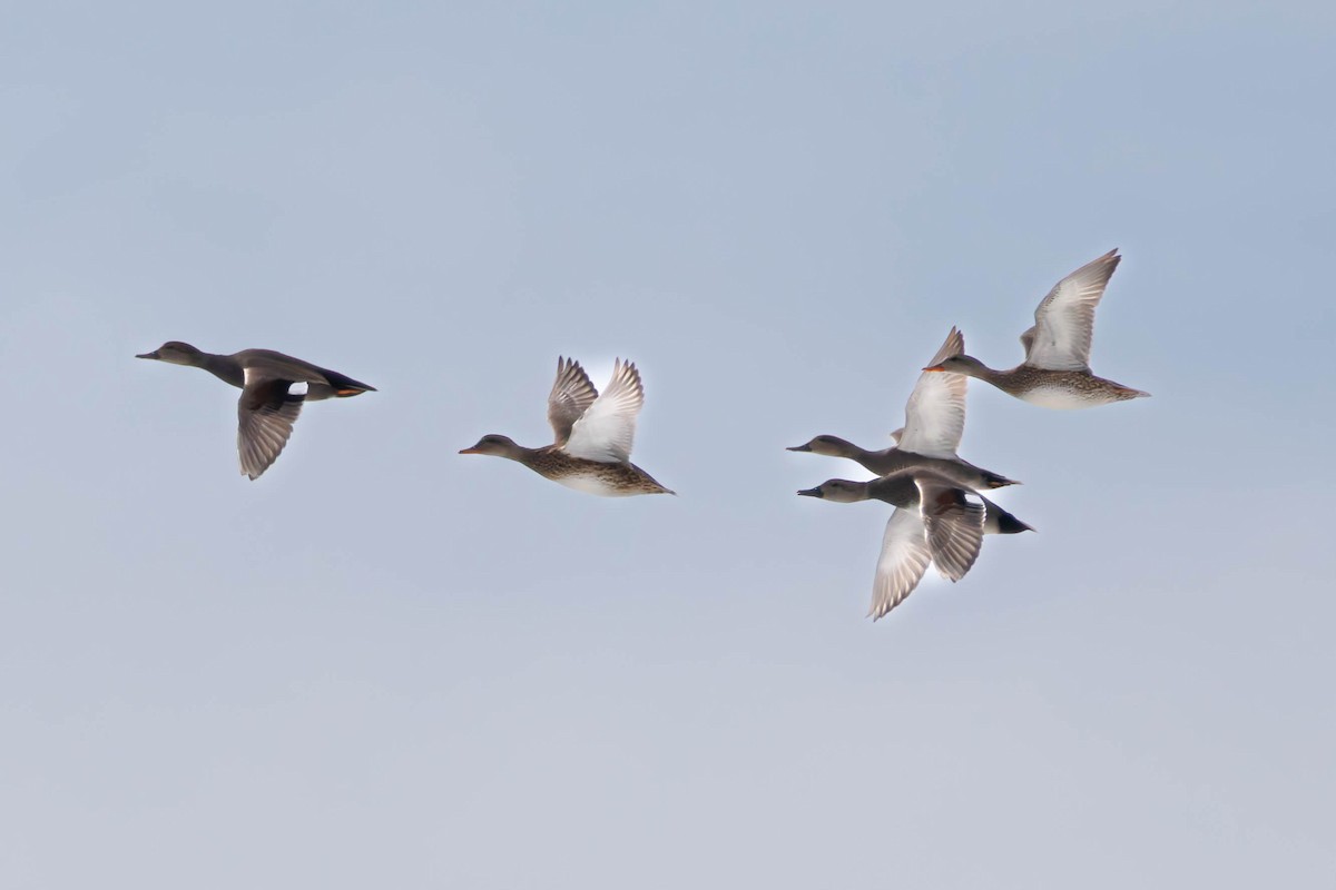 eBird Checklist - 28 Jan 2026 - Cherry Creek SP--Pelican Point area ...