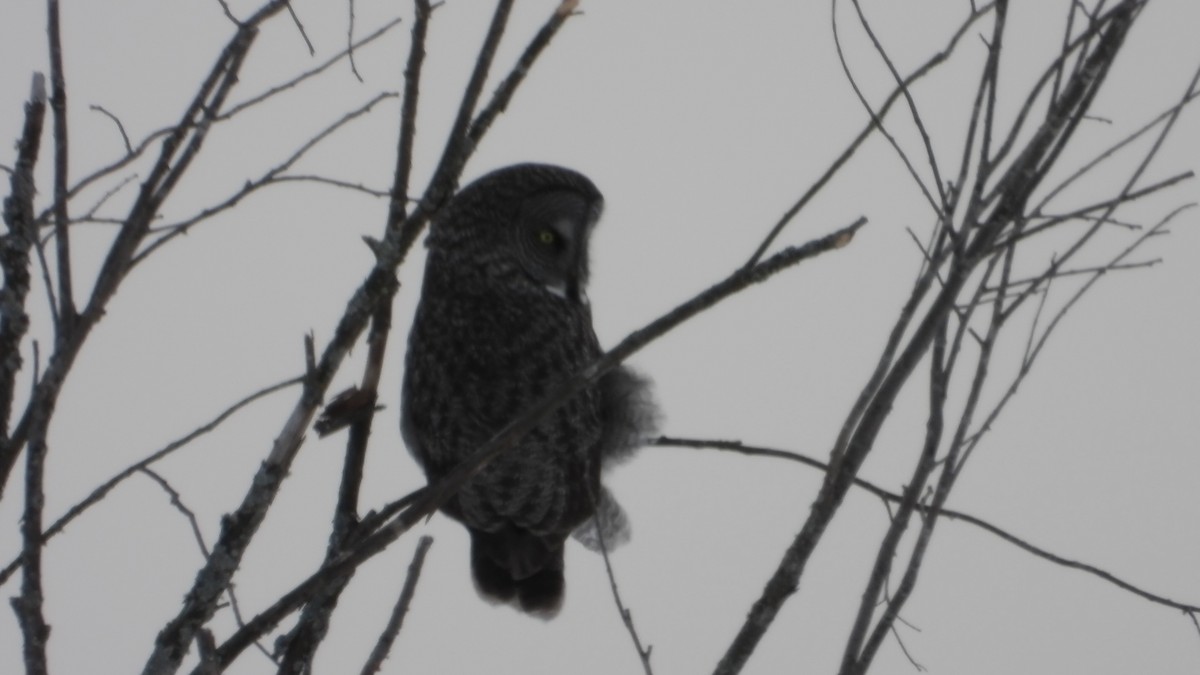 ML649813585 - Great Gray Owl - Macaulay Library