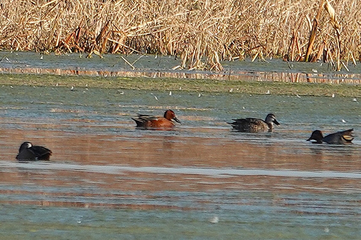 eBird Checklist - 28 Jan 2026 - El Franco Lee Park - 34 species