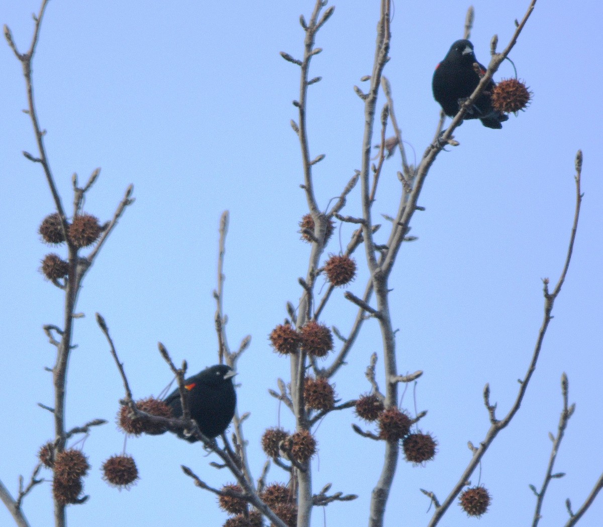 eBird Checklist - 28 Jan 2026 - Home, Kitty Hawk Bay Dr., Colington ...