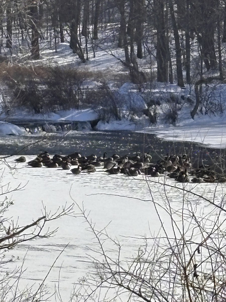 eBird Checklist - 28 Jan 2026 - Allamuchy Mountain SP--Waterloo Village ...