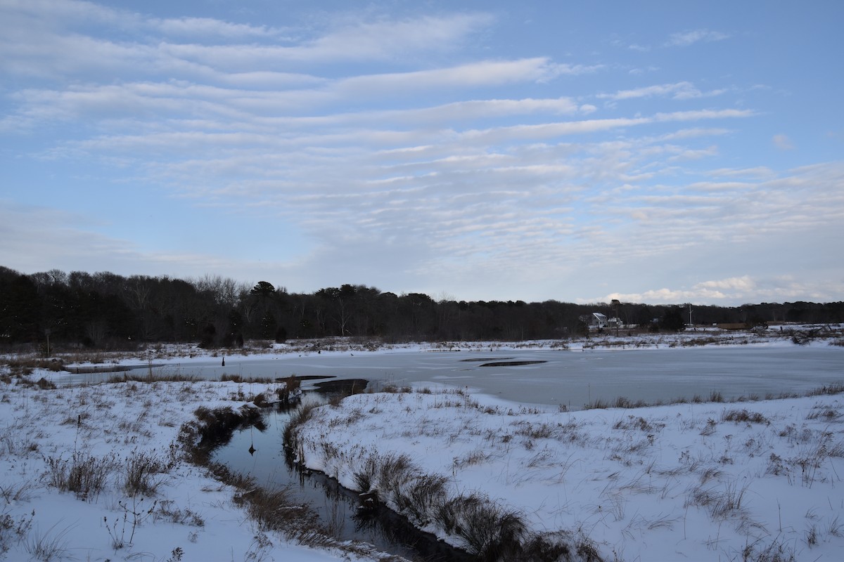 Cold Brook Preserve - Barnstable, Massachusetts, US - Birding Hotspots