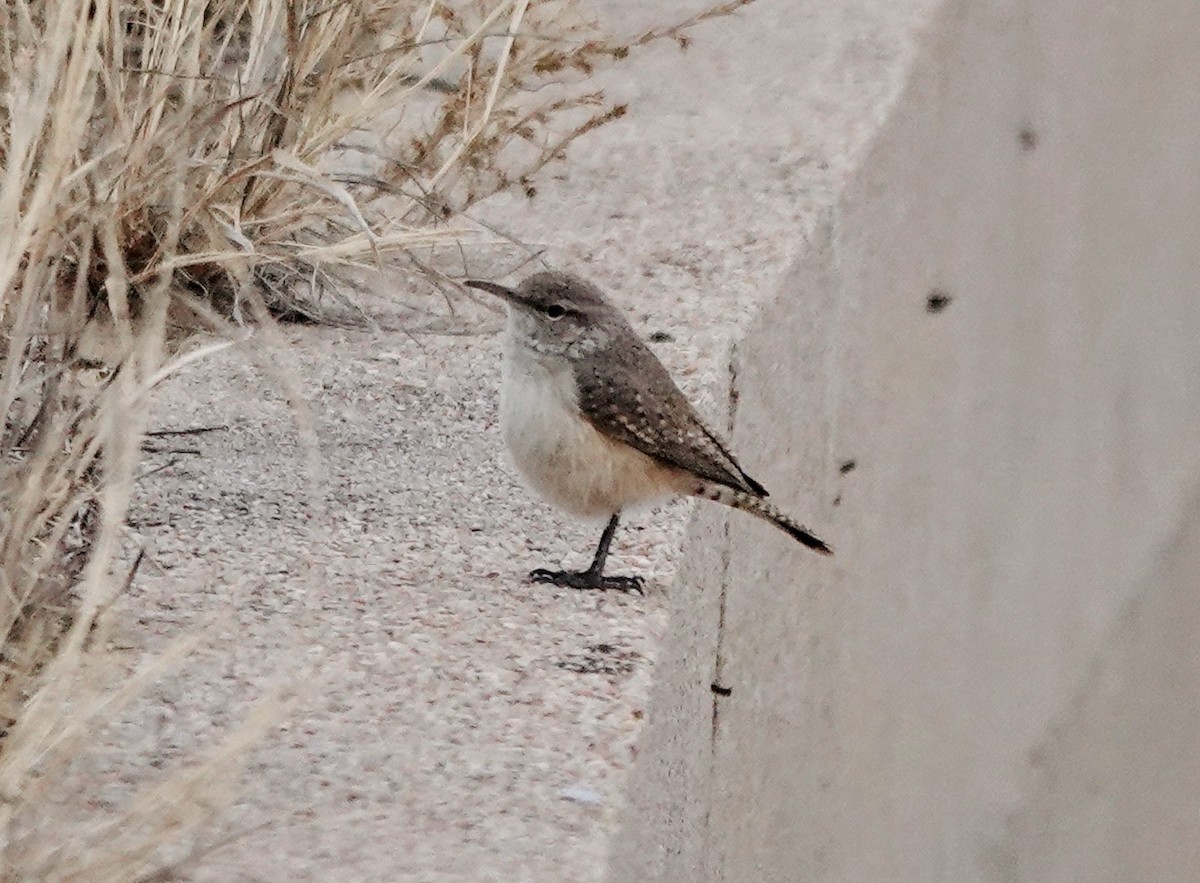 eBird Checklist - 28 Jan 2026 - Prewitt Reservoir SWA (Washington Co ...