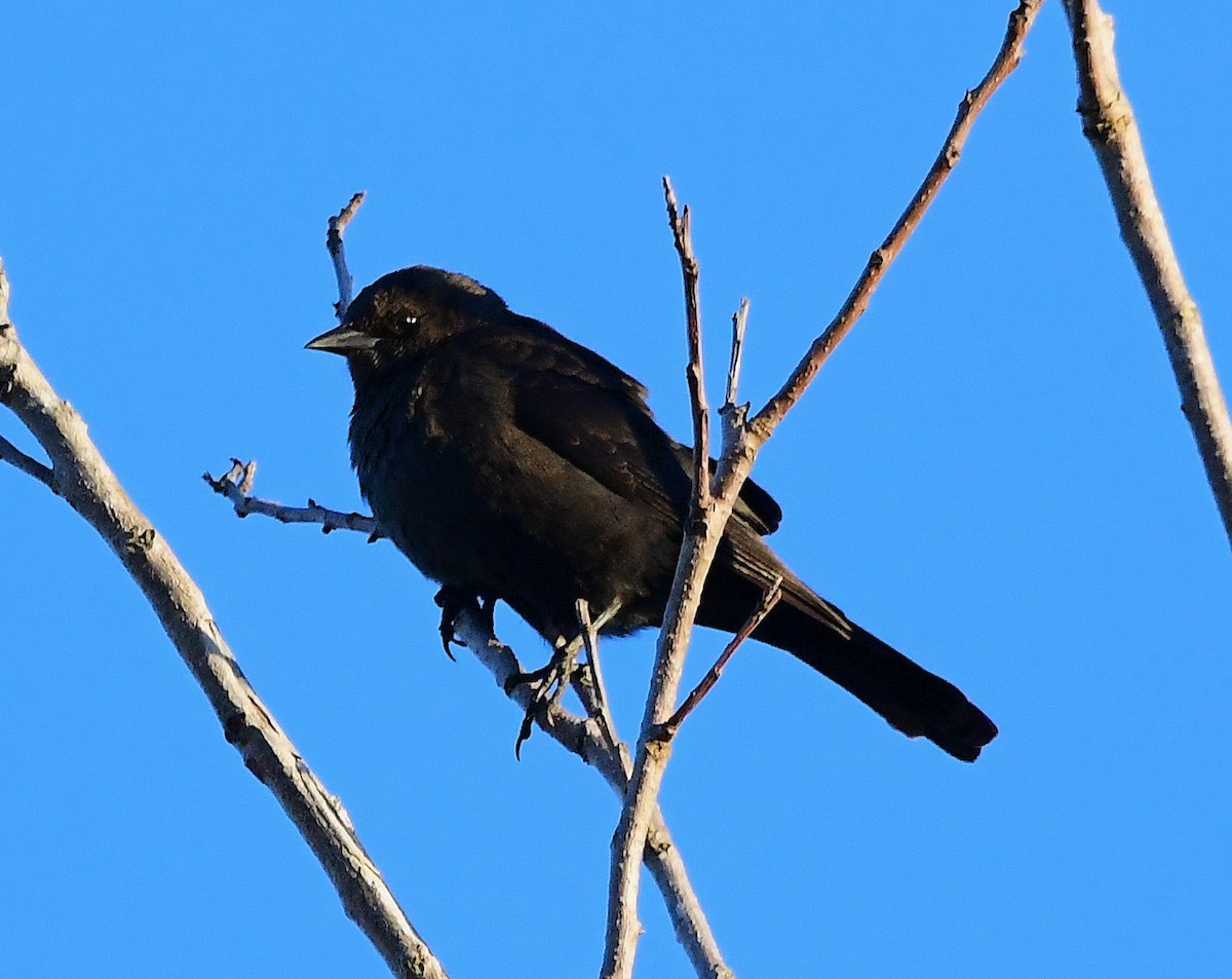 eBird Checklist - 28 Jan 2026 - Henderson Farm Rd. - 4 species