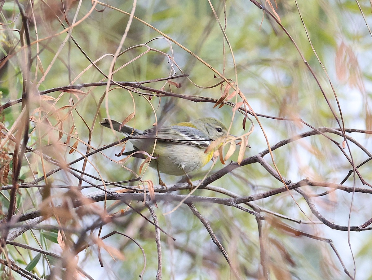 eBird Checklist - 28 Jan 2026 - Lake Skinner County Park - 18 species ...