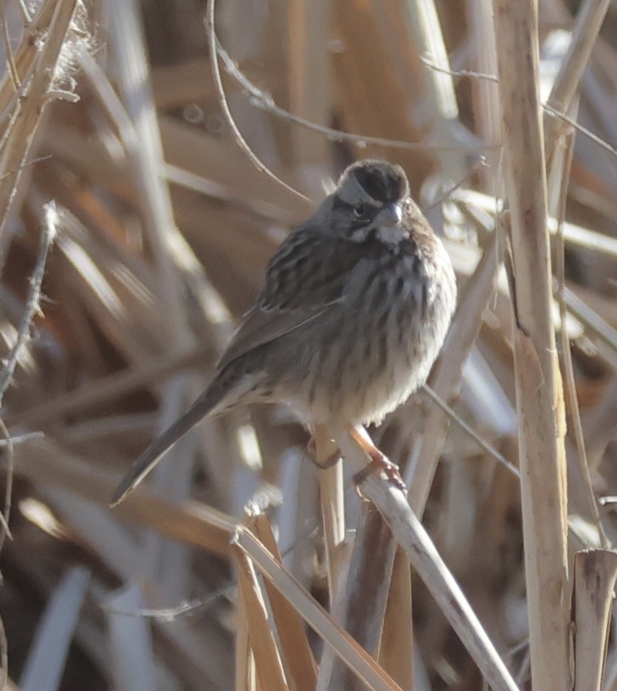 ML649830247 - Song Sparrow - Macaulay Library