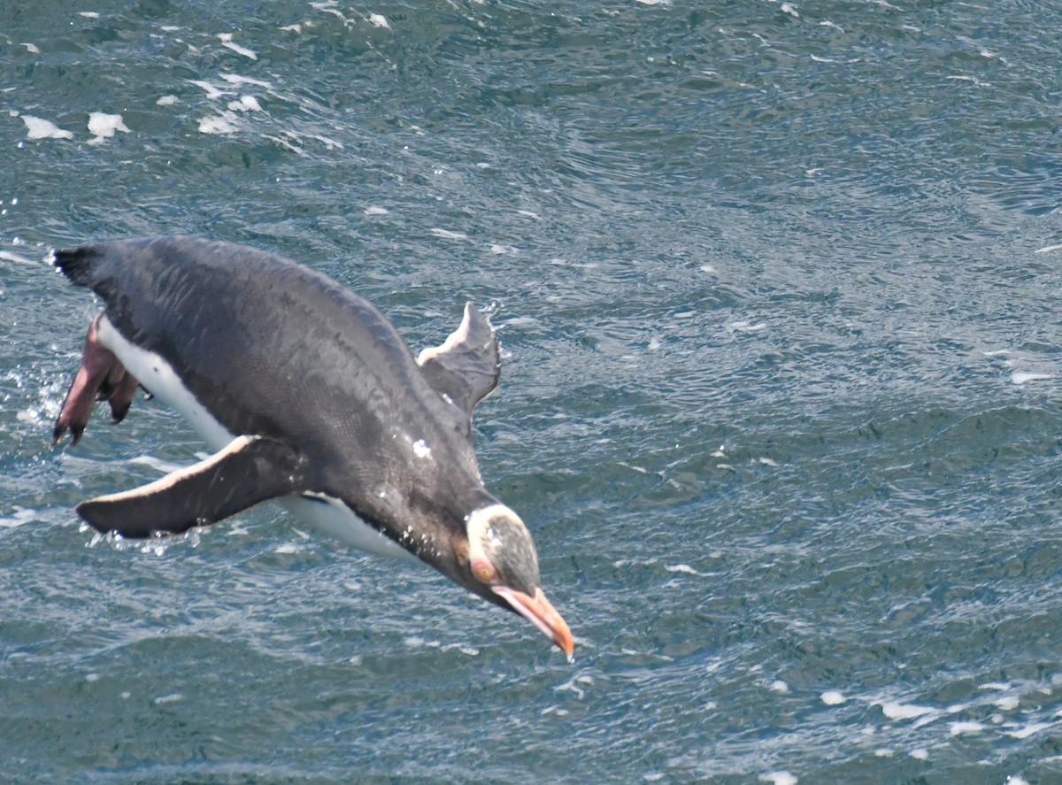 eBird Checklist - 29 Nov 2025 - Auckland Islands -- Carnley Harbour ...