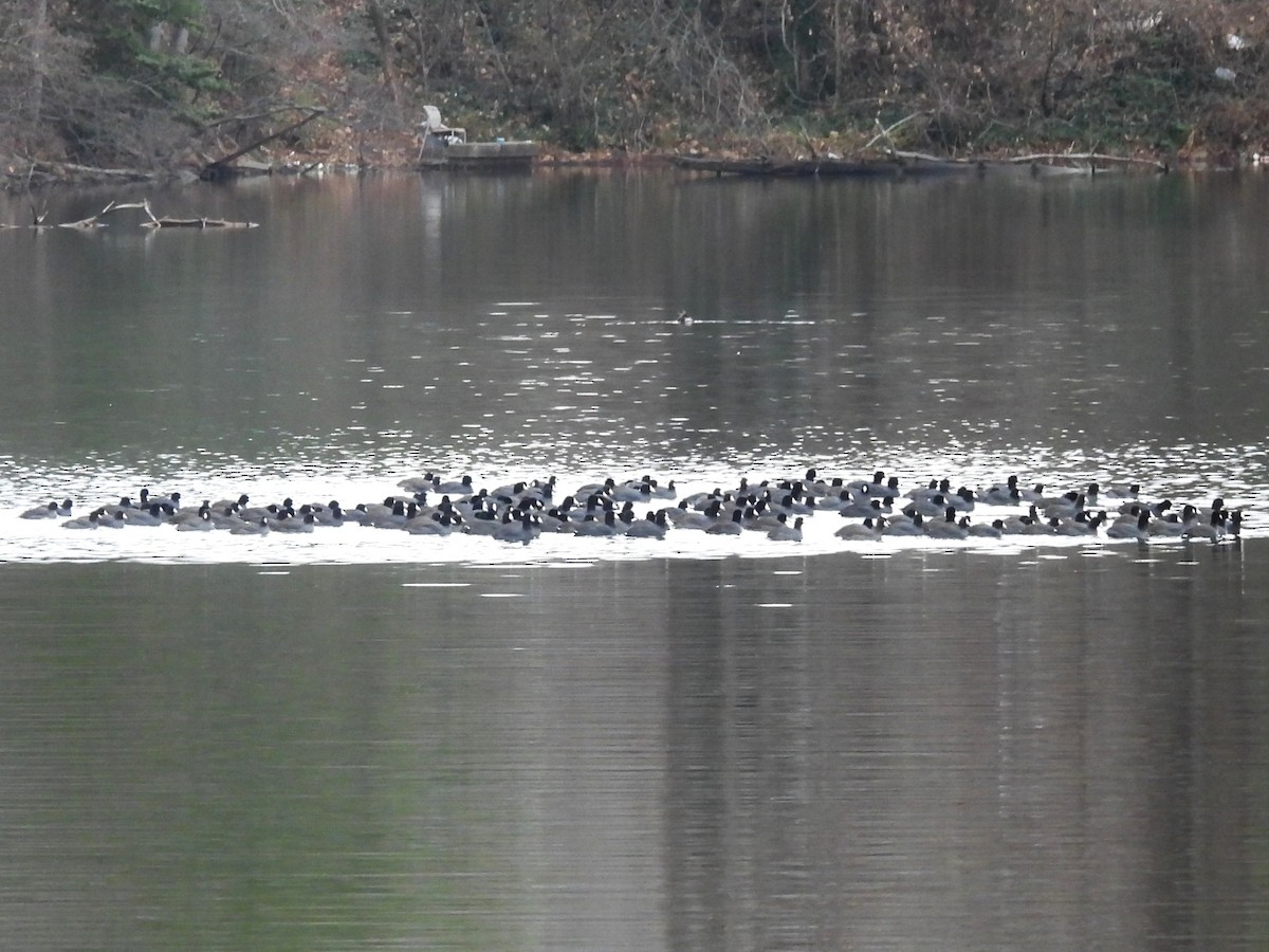 eBird Checklist - 6 Dec 2025 - Lake Julian Park - 12 species