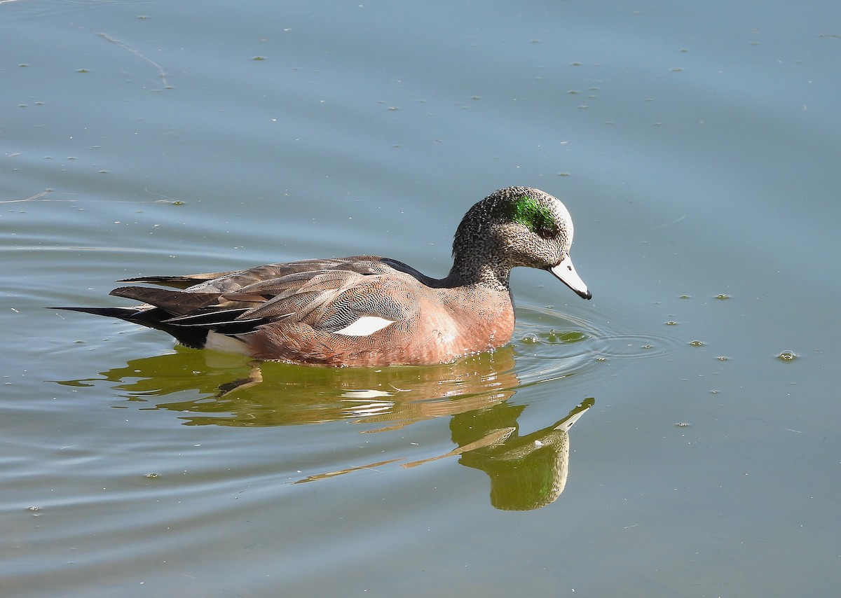 eBird Checklist - 29 Jan 2026 - Colorado River SP--Connected Lakes ...