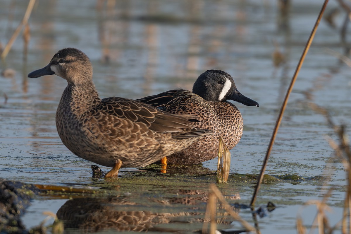 eBird Checklist - 29 Jan 2026 - El Franco Lee Park - 52 species