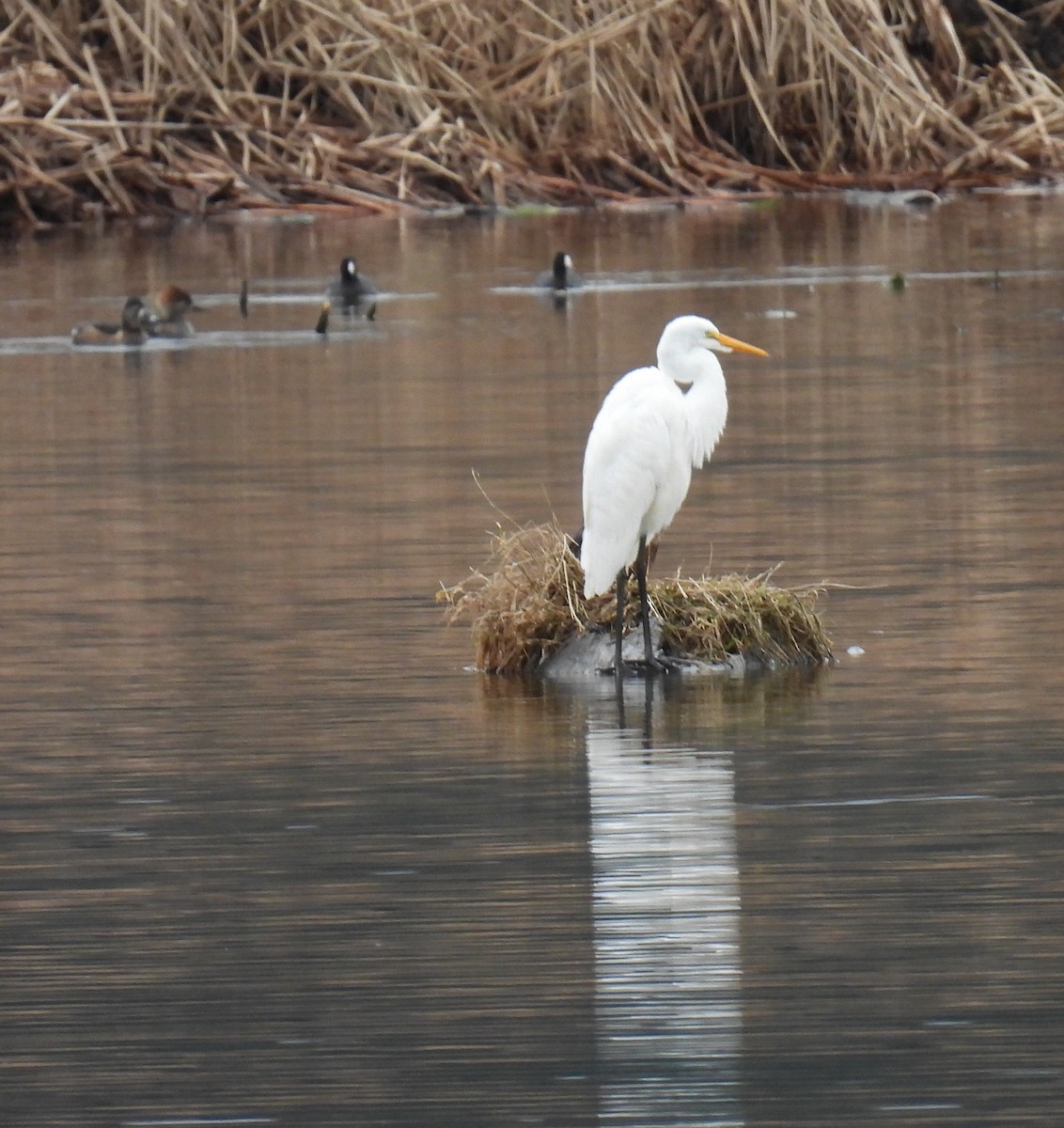 eBird Checklist - 29 Jan 2026 - Sikes Lake - 16 species