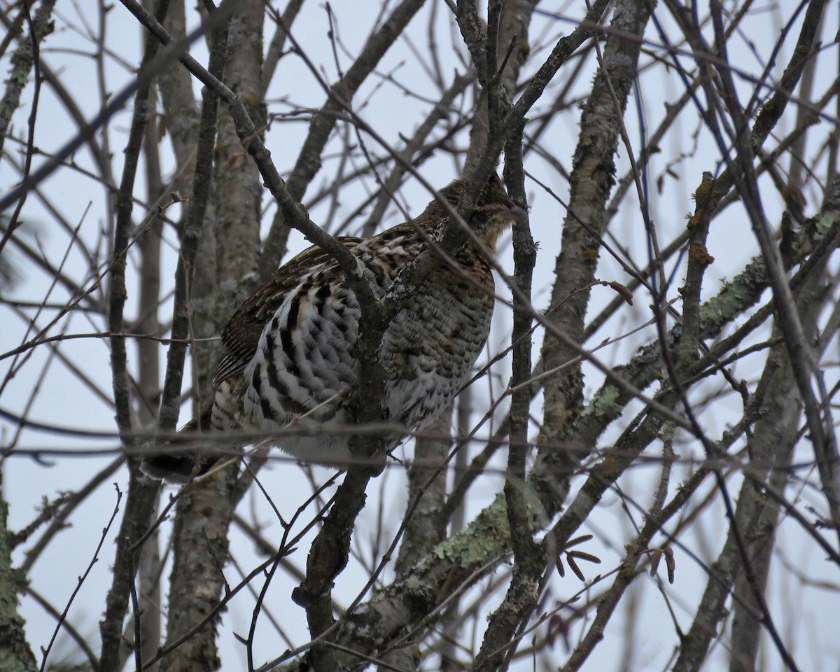 eBird Checklist - 29 Jan 2026 - Berry Patch Road, Fifield - 7 species