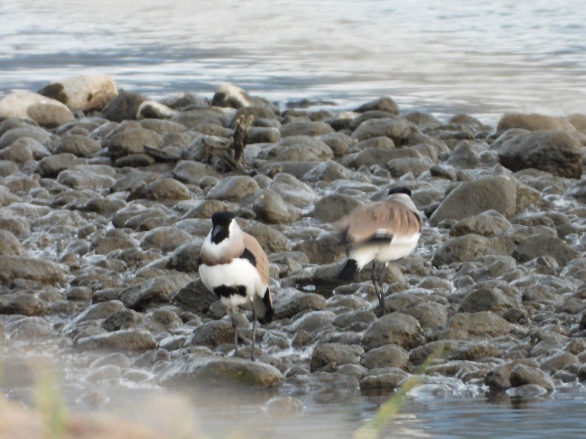 eBird Checklist - 22 Jan 2026 - 盈江湿地公园 (Yingjiang Wetland Park) - 19 ...