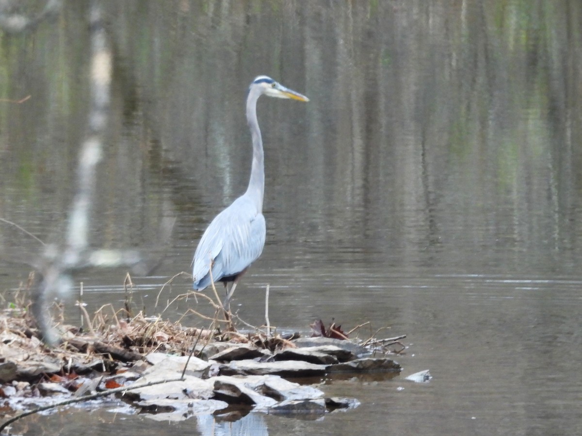 eBird Checklist - 25 Nov 2025 - Lenn Park - 2 species