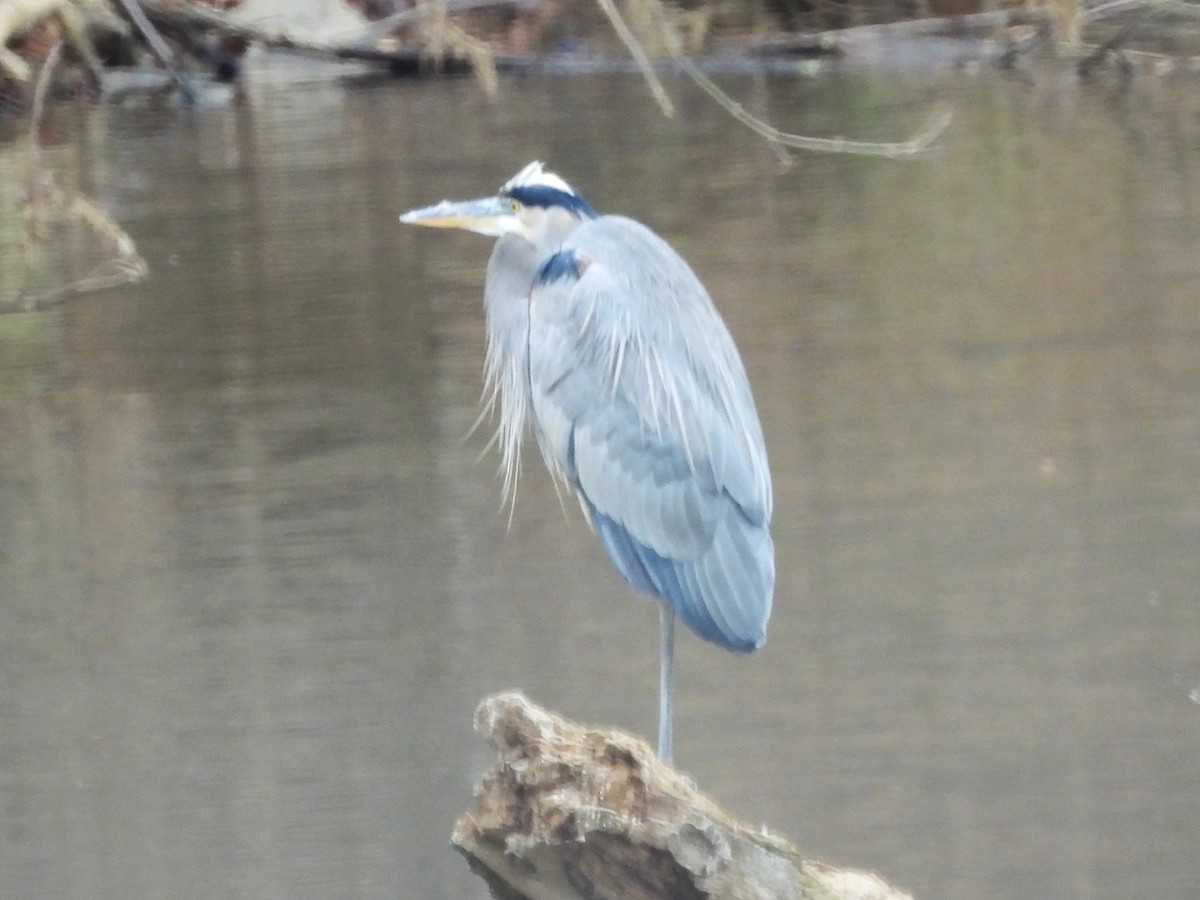 eBird Checklist - 25 Nov 2025 - 7001–7205 Old Rapidan Rd, Rapidan US-VA ...