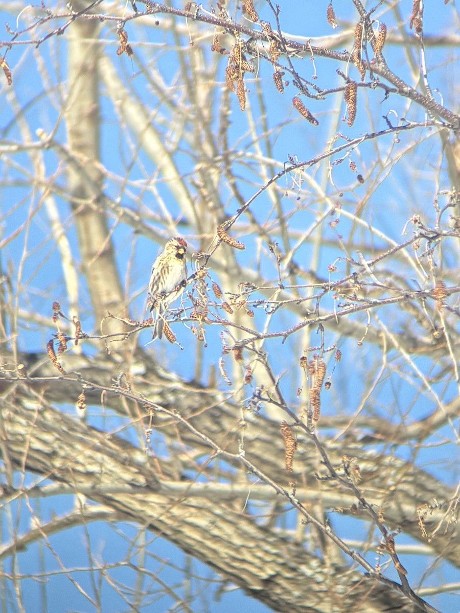 eBird Checklist - 30 Jan 2026 - Back Bay Fens, Boston (between ...