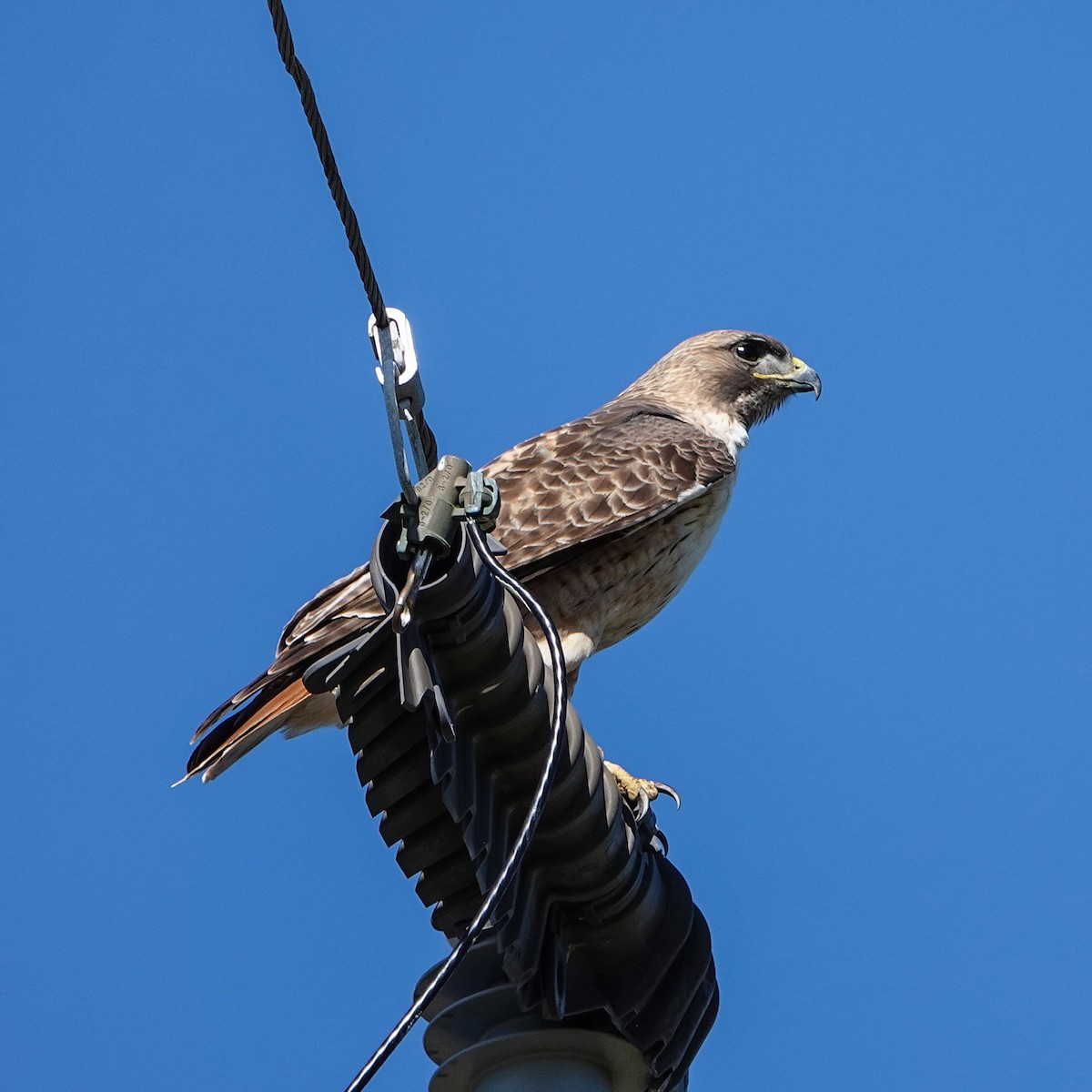 eBird Checklist - 29 Jan 2026 - Rangeland Rd. - 5 species