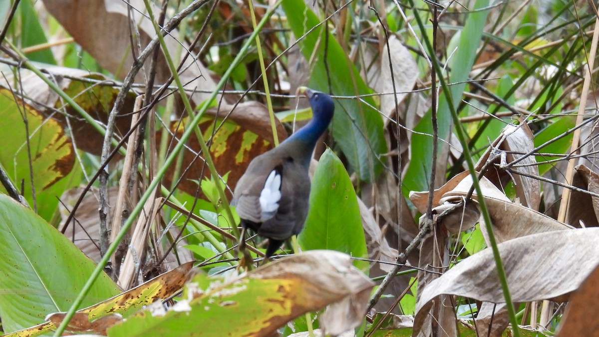 eBird Checklist - 30 Jan 2026 - Audubon Corkscrew Swamp Sanctuary - 53 ...