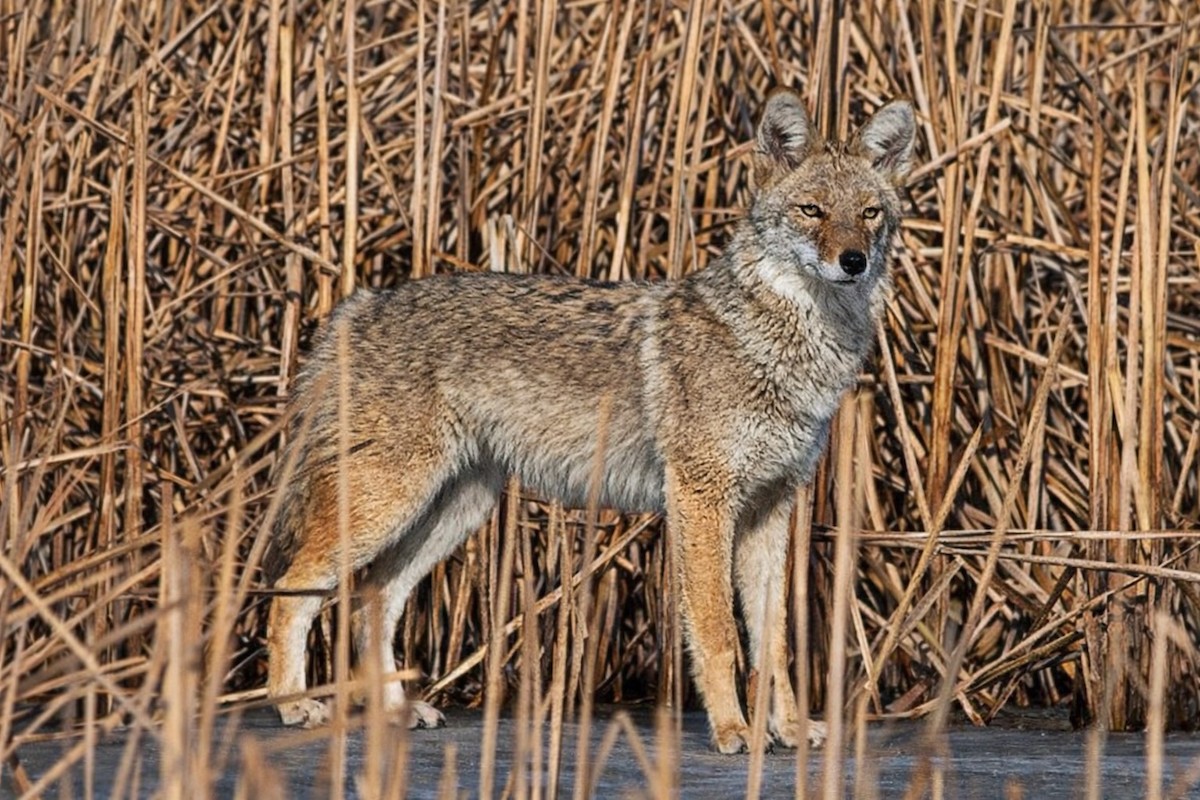 ML649924772 - Coyote - Macaulay Library