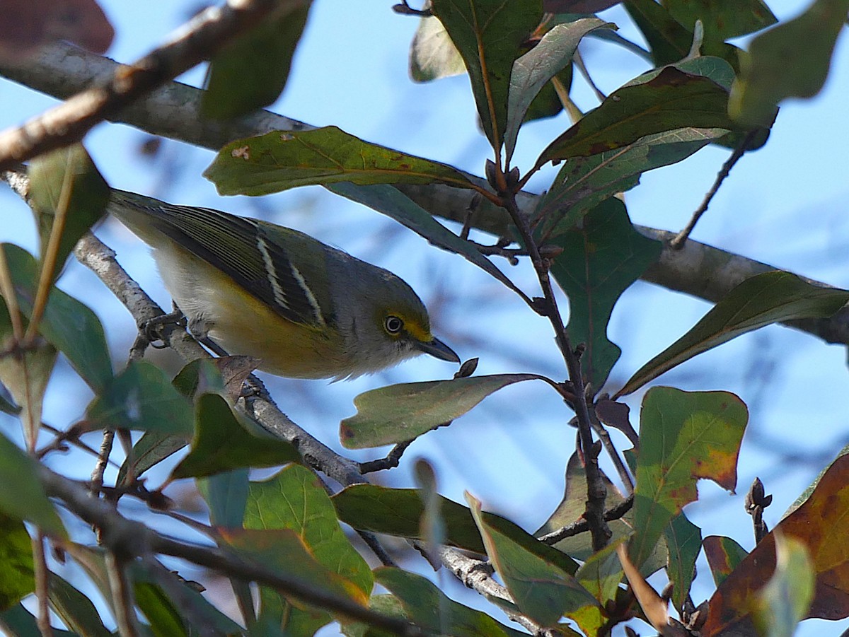 eBird Checklist - 30 Jan 2026 - Conner Preserve - 32 species