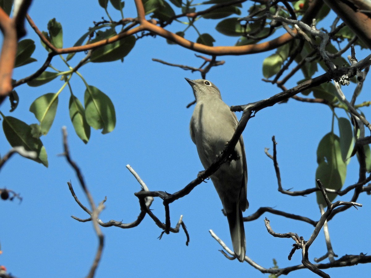 eBird Checklist - 29 Jan 2026 - Mt. Umunhum--Mt. Umunhum Trail - 19 species